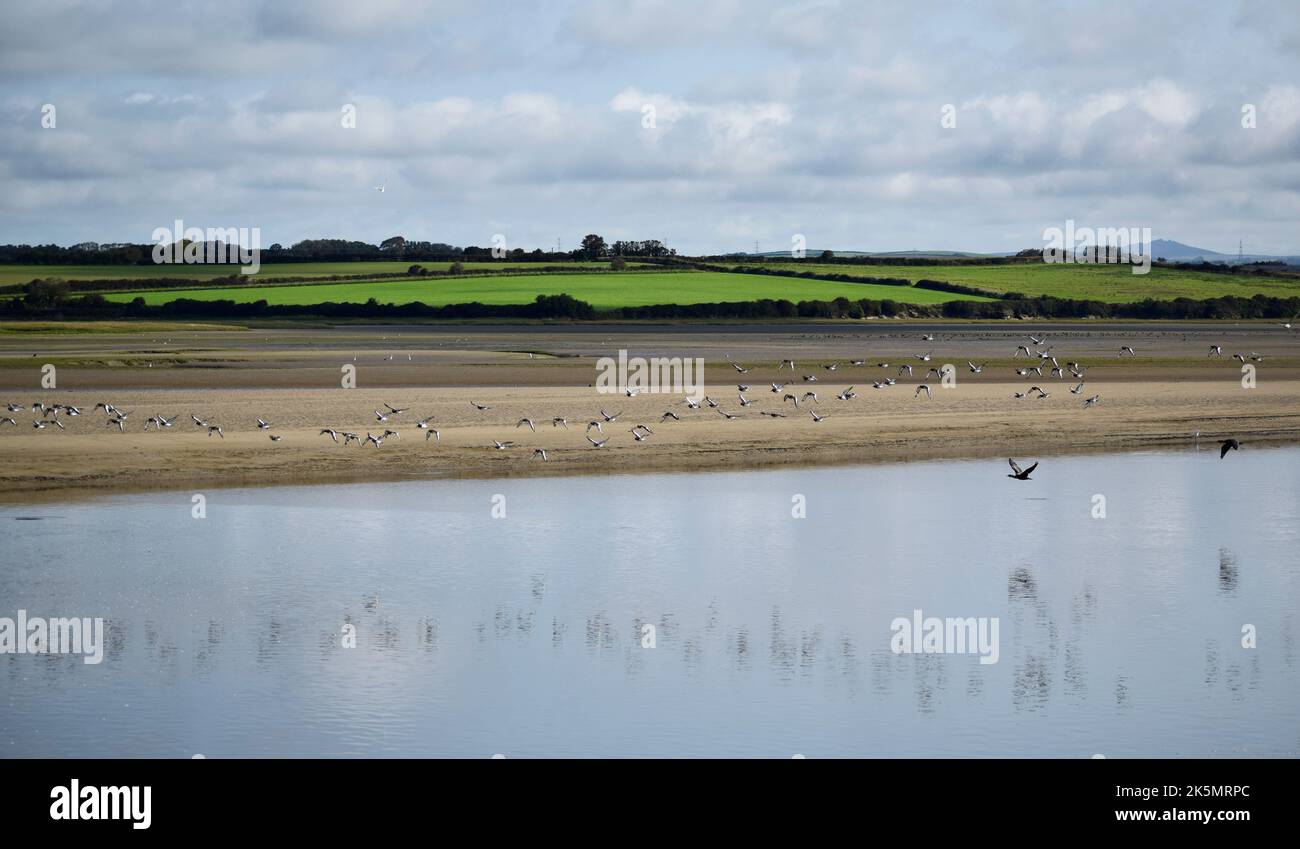 Flock of Oystercatchers and Cormorants flying along the Camel Estuary ...