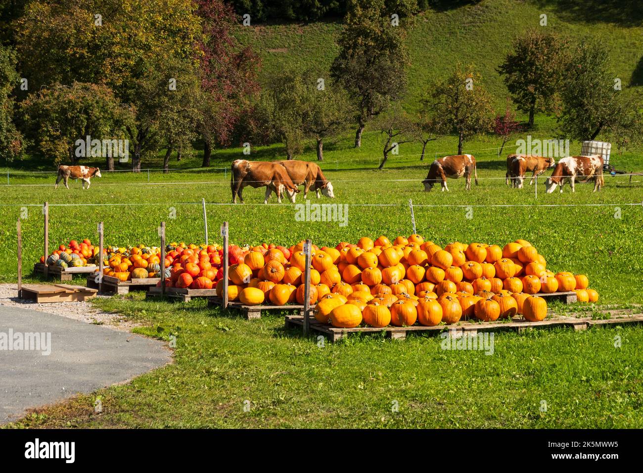 Sale of pumpkins at the farm in Austria Stock Photo - Alamy