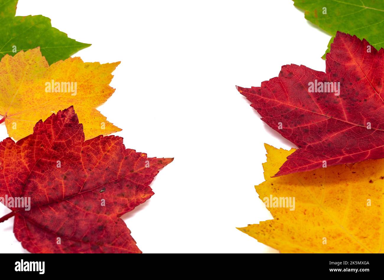 Frame made of colorful leaves isolated Stock Photo - Alamy