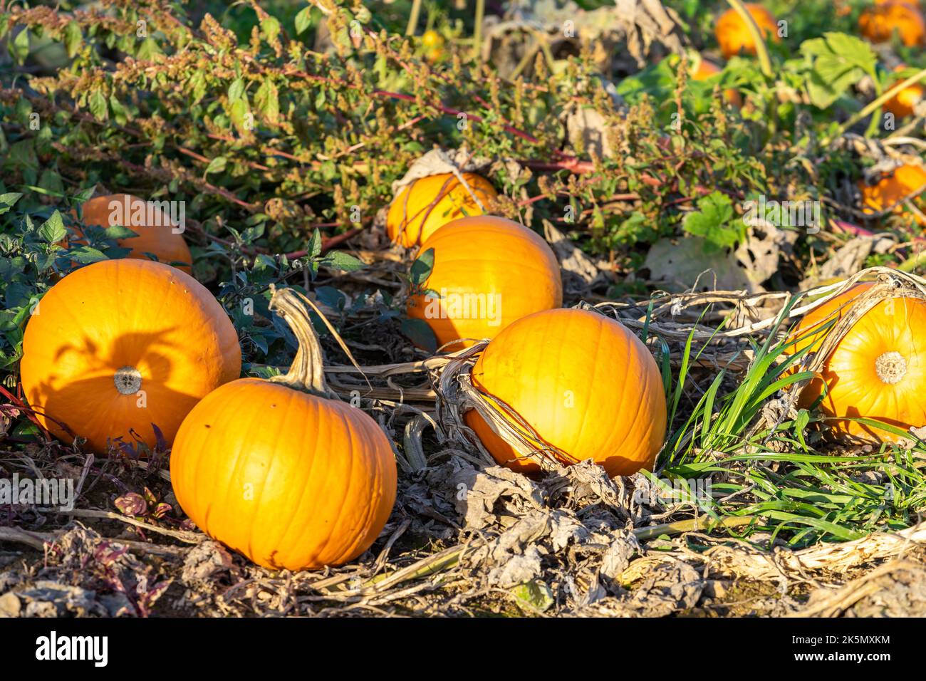 Pumpkin patch pumpkins in hi-res stock photography and images - Alamy
