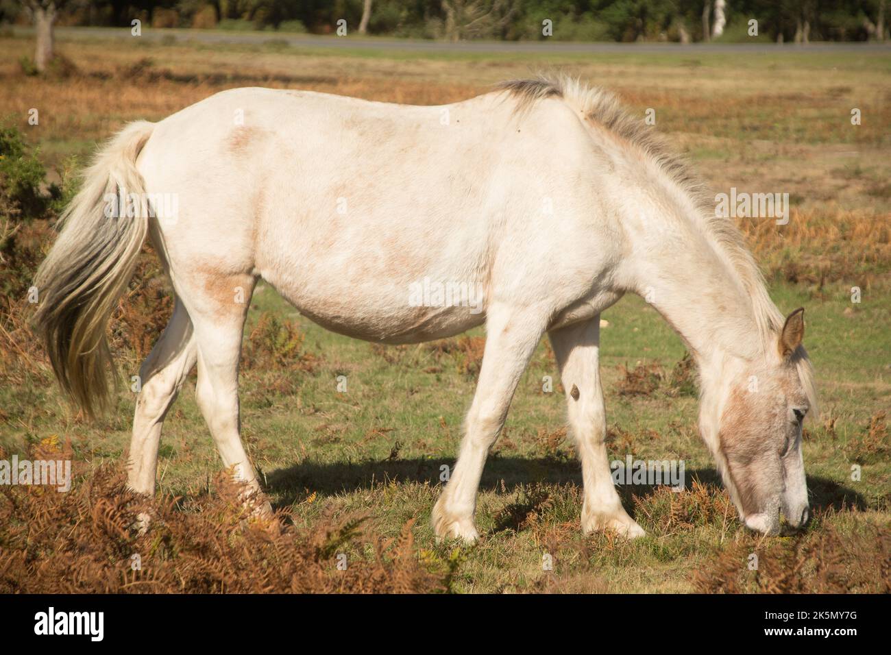New Forest Ponies pony Stock Photo - Alamy