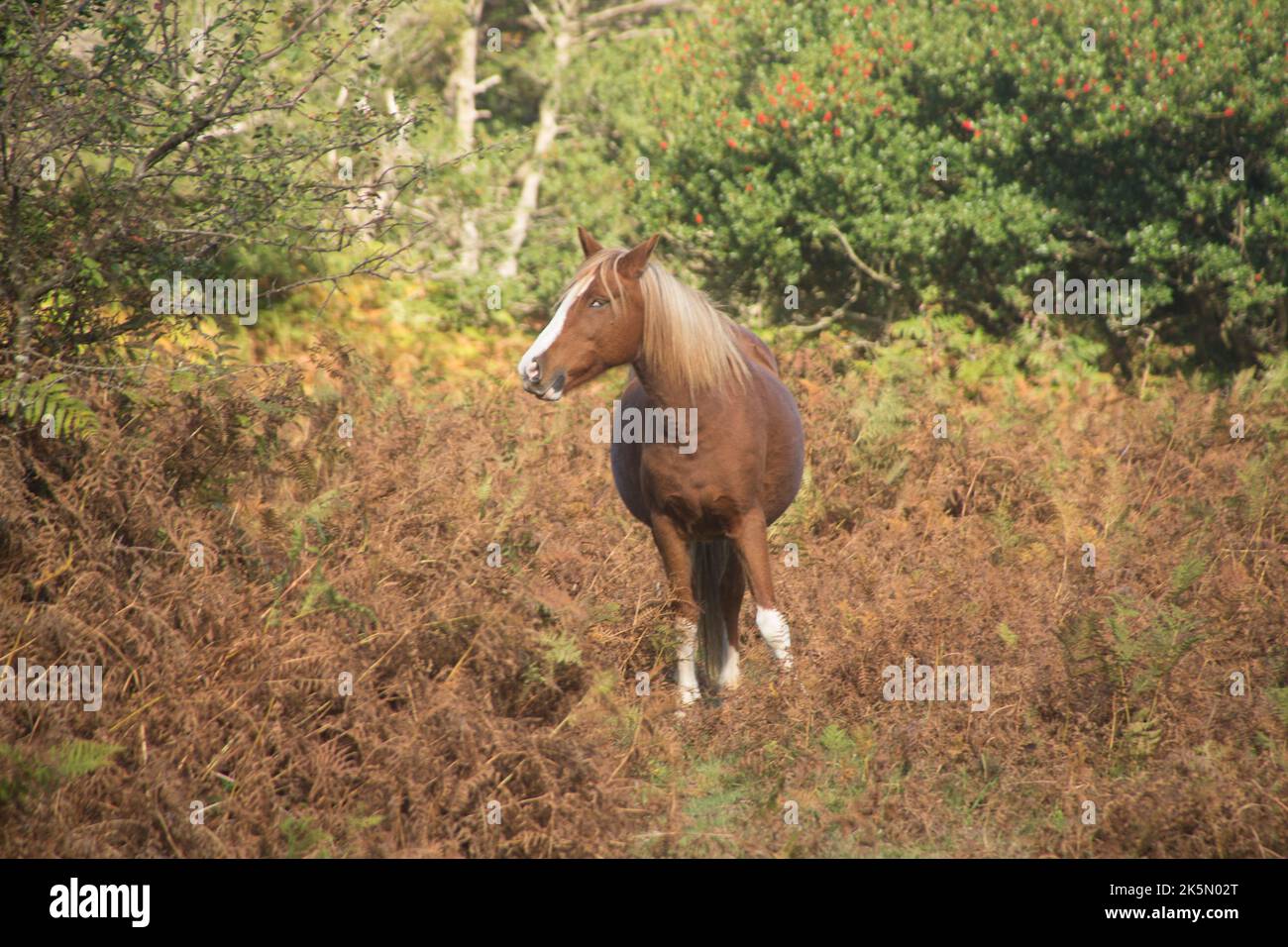 New Forest Ponies pony Stock Photo - Alamy