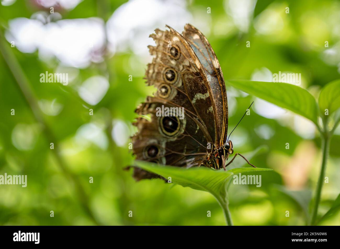 Butterfly on leaf. Morpho peleides. The Peleides blue morpho. Common ...