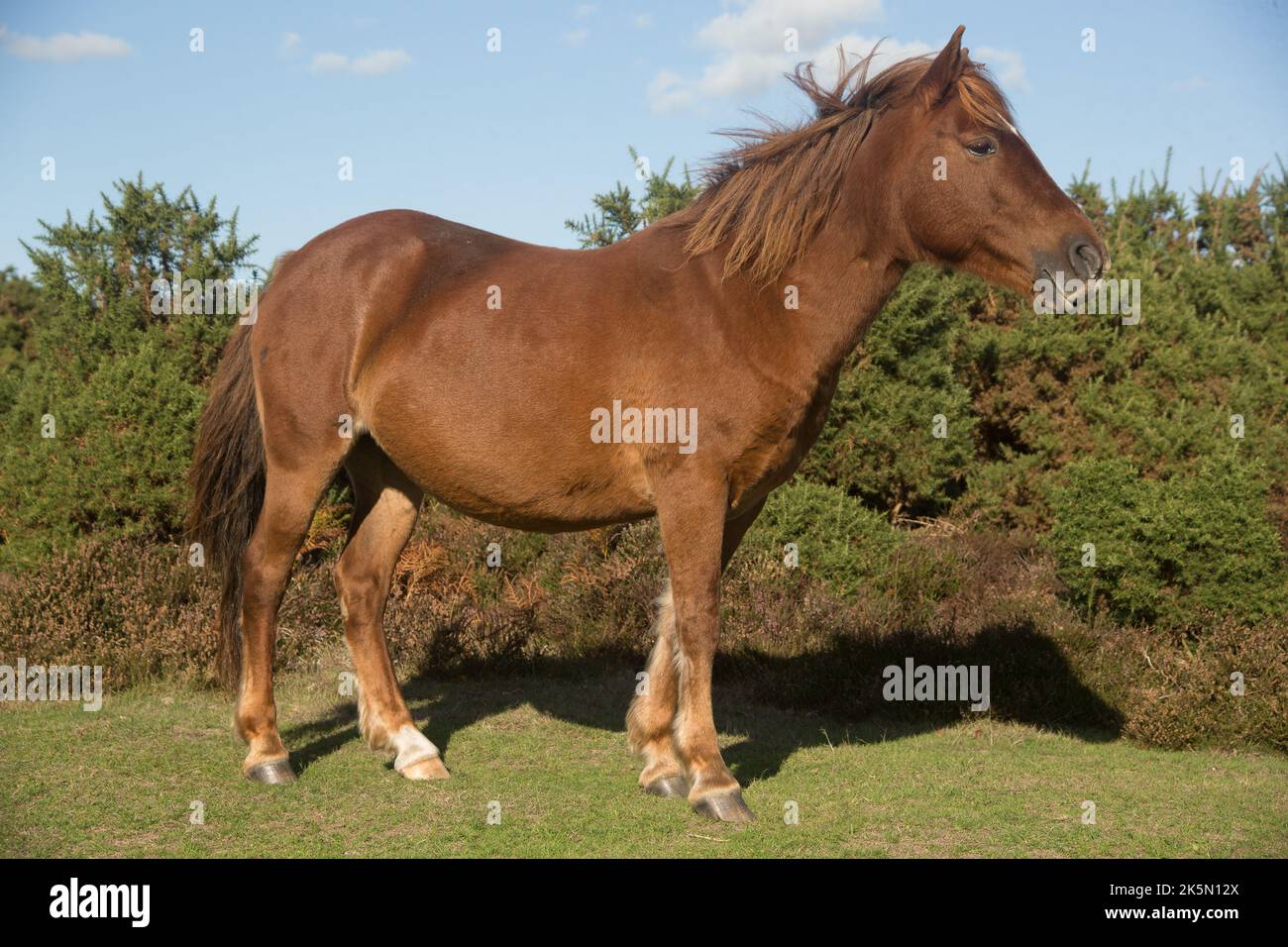 New Forest Ponies pony Stock Photo - Alamy