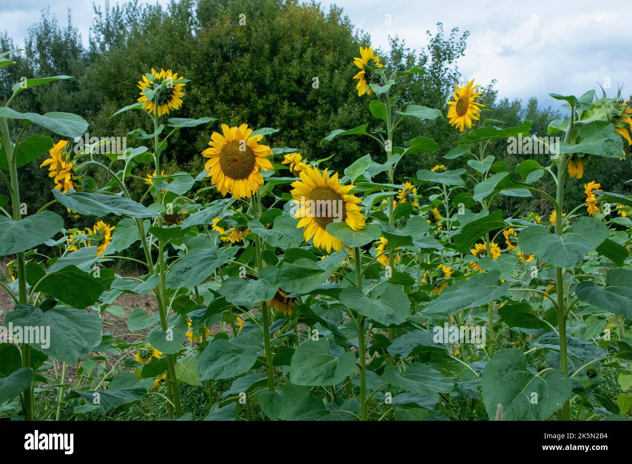 Edge of sunflowers hi-res stock photography and images - Alamy