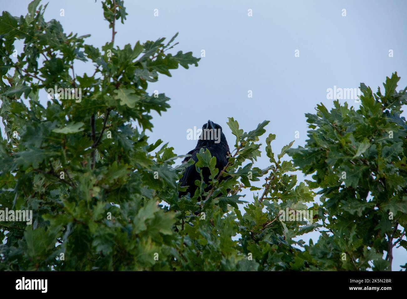 Carrion Crow in oak tree Stock Photo - Alamy