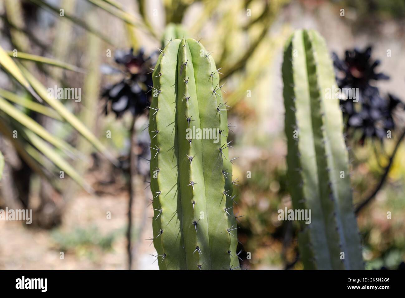 Manfreda gutata hi-res stock photography and images - Alamy