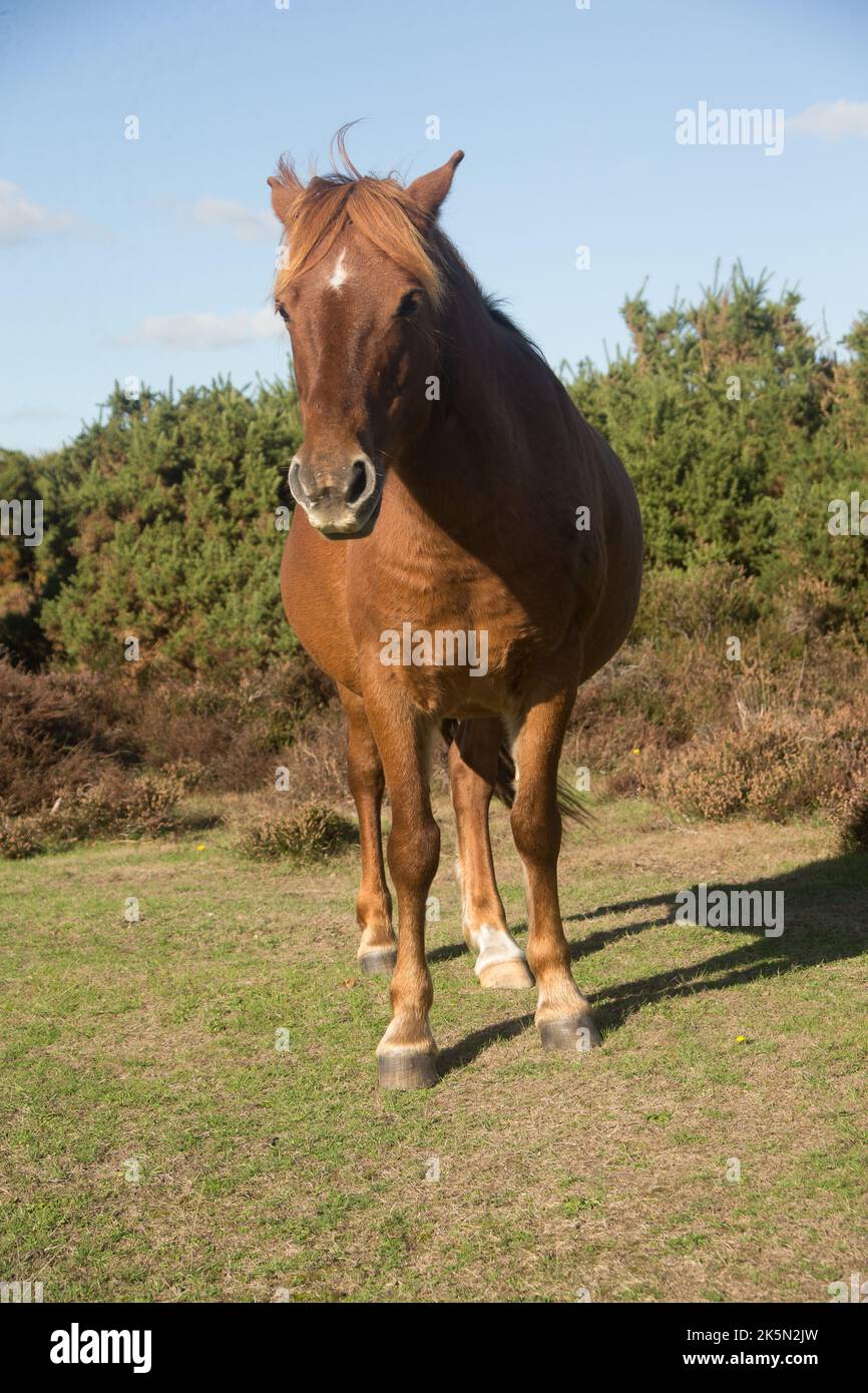 New Forest Ponies pony Stock Photo - Alamy