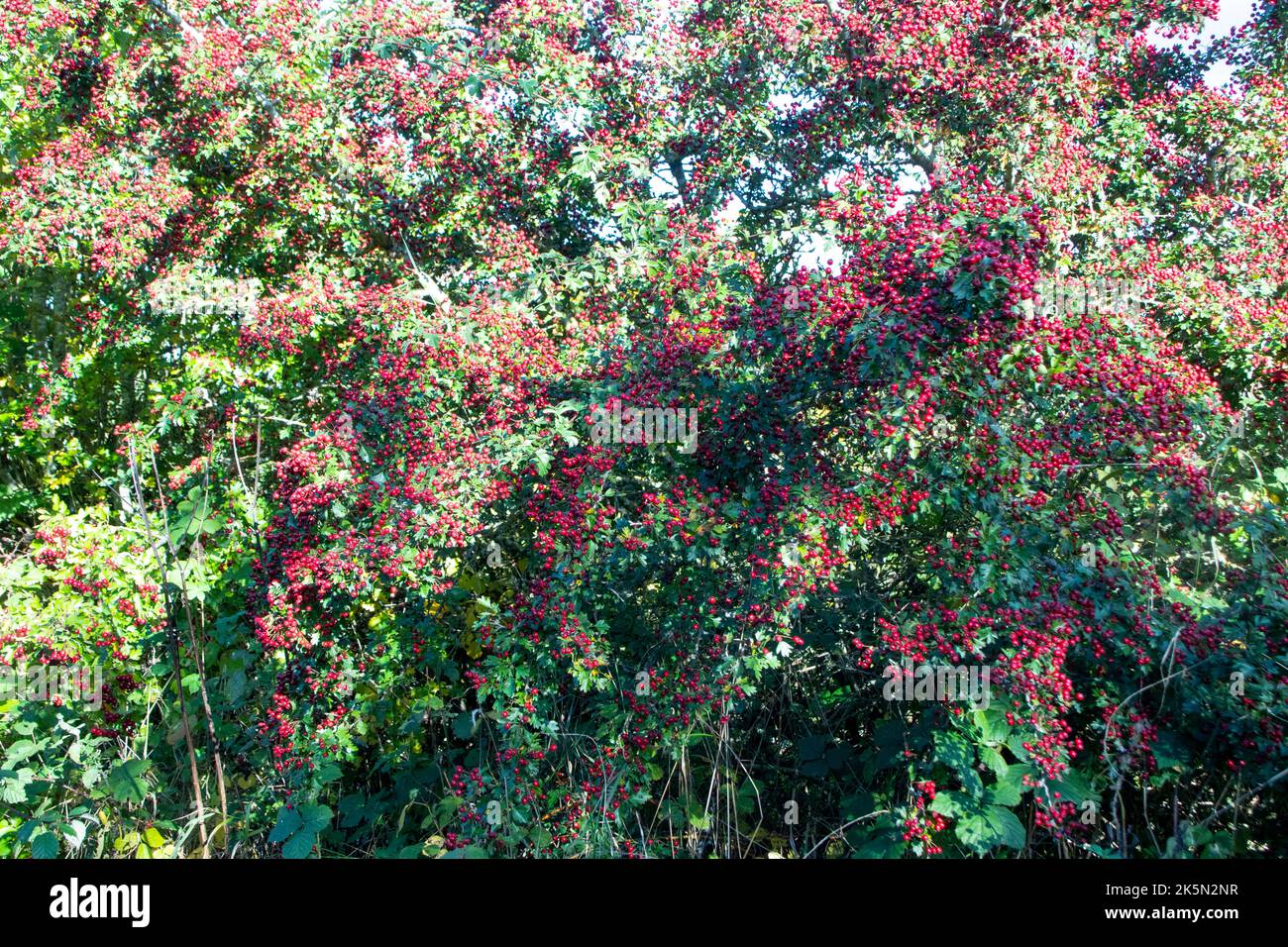 Red hawthorn berries green hi-res stock photography and images - Alamy