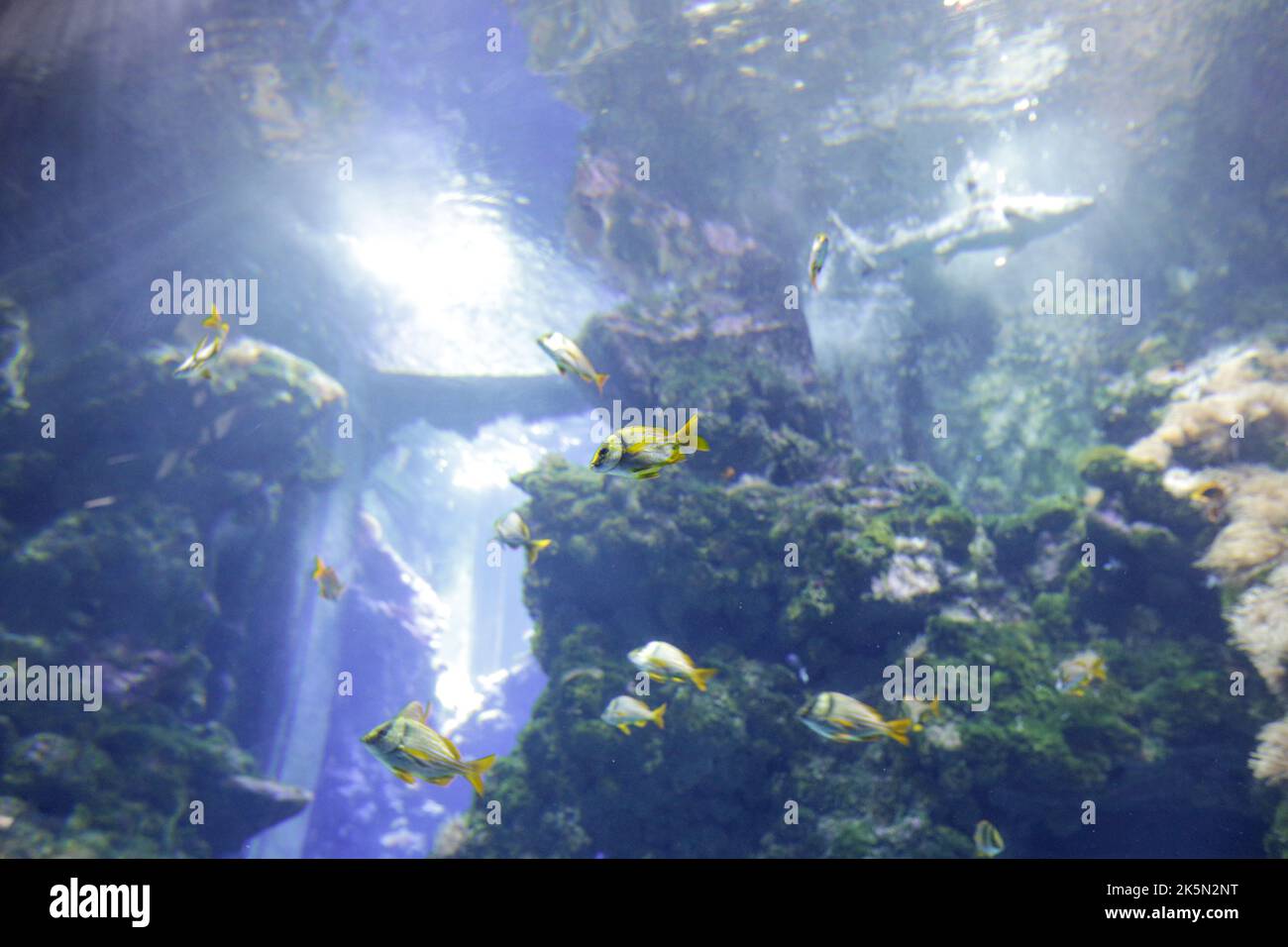 Tropical and exotic fish and corals inside an aquarium Stock Photo - Alamy