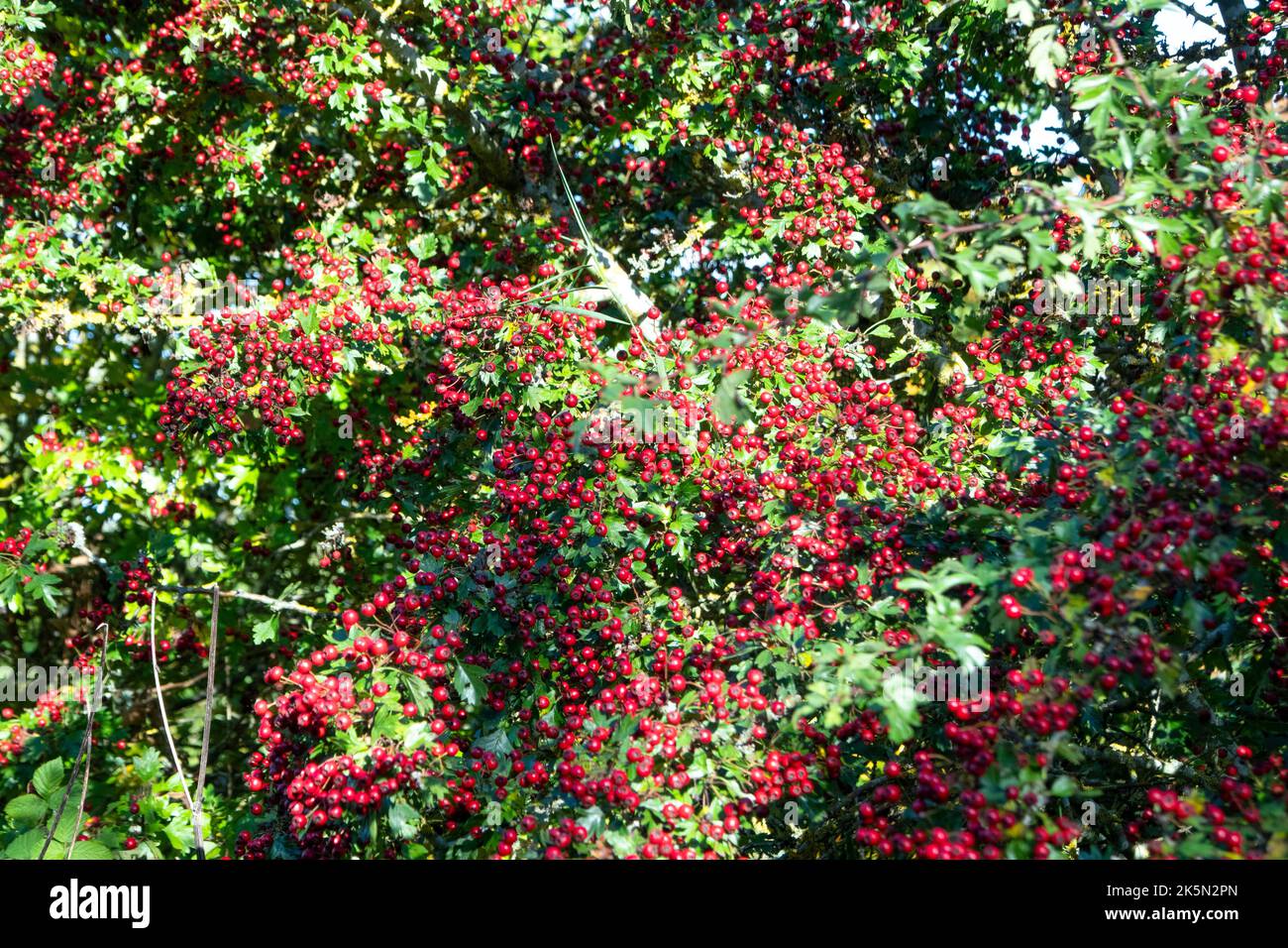 Hawthorn tree with berries Stock Photo - Alamy