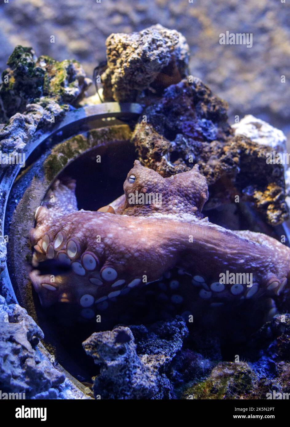 Details with an octopus inside an aquarium Stock Photo - Alamy