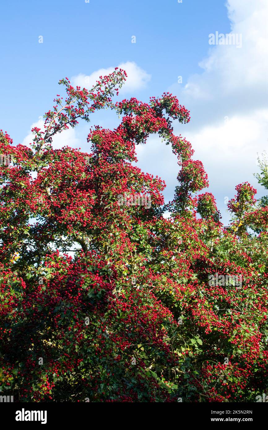 Red hawthorn berries green hi-res stock photography and images - Alamy