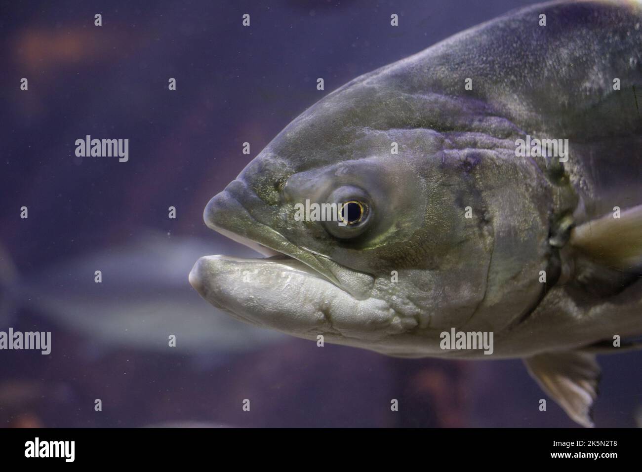 Tropical and exotic fish and corals inside an aquarium Stock Photo - Alamy