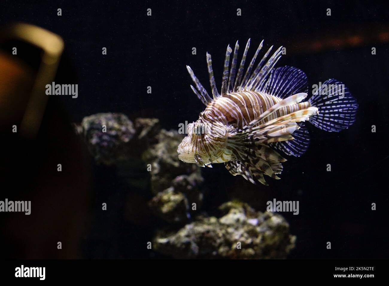 Pterois volitans or the Lionfish, a venomous fish, inside an aquarium ...