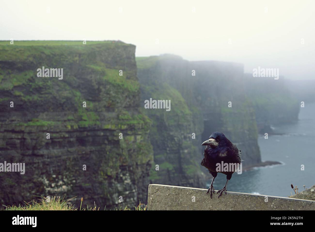 The raven and the Cliffs of Moher Stock Photo - Alamy