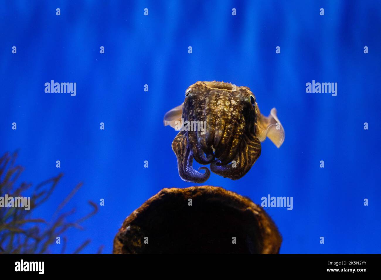 Details with a squid inside an aquarium Stock Photo - Alamy