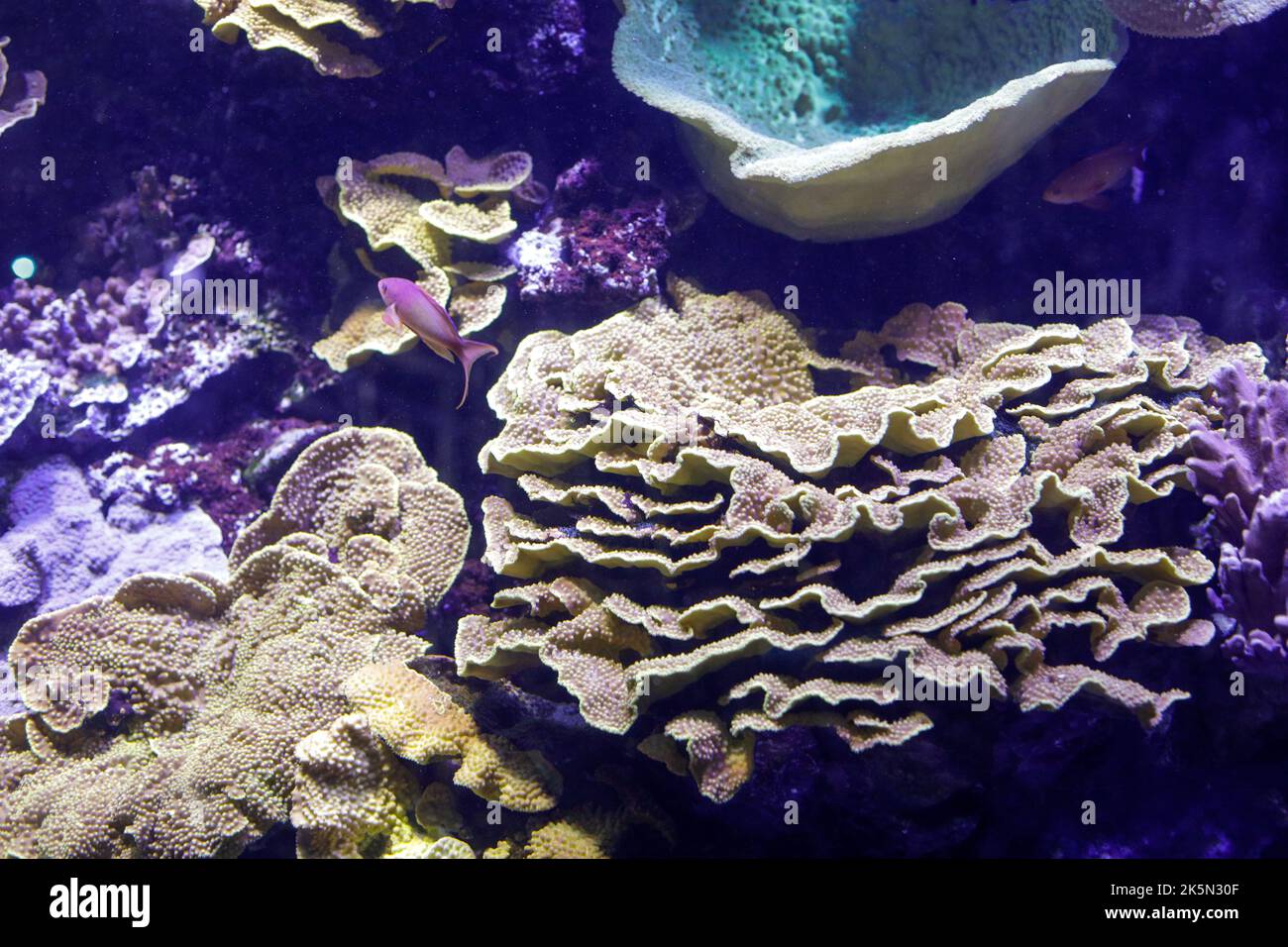 Tropical and exotic fish and corals inside an aquarium Stock Photo - Alamy