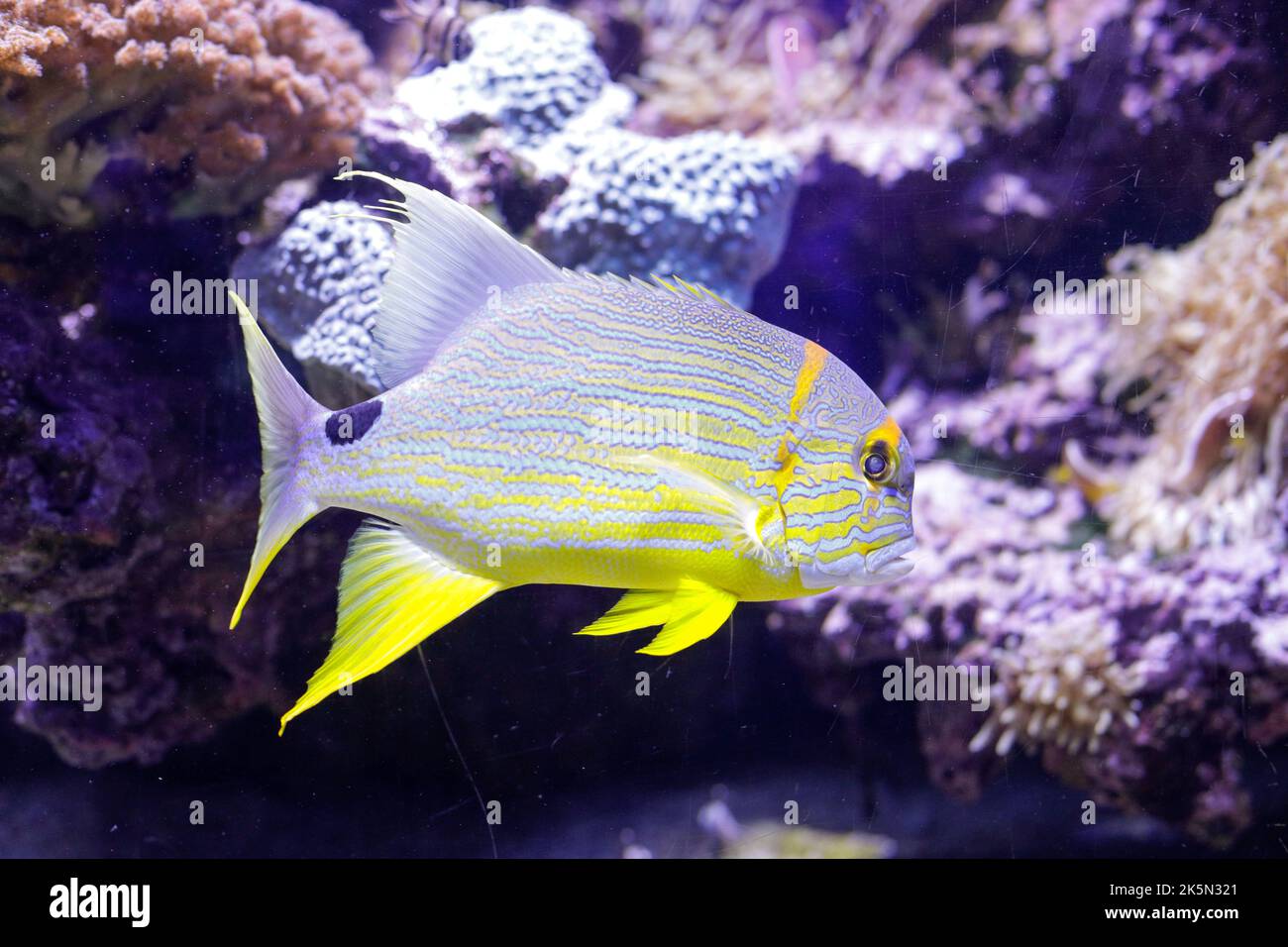 Tropical and exotic fish and corals inside an aquarium Stock Photo - Alamy