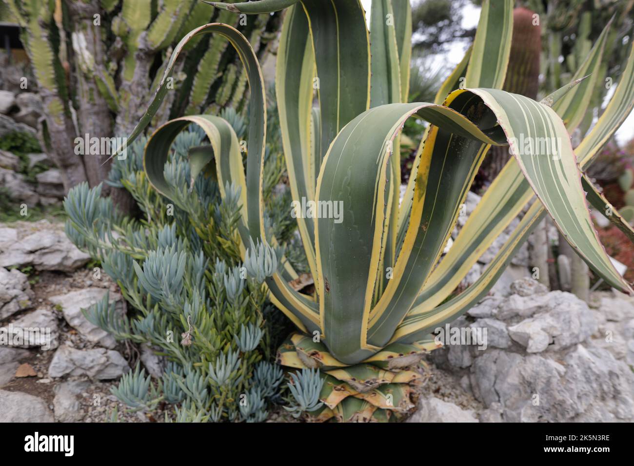 Shallow depth of field (selective focus) details with various ...