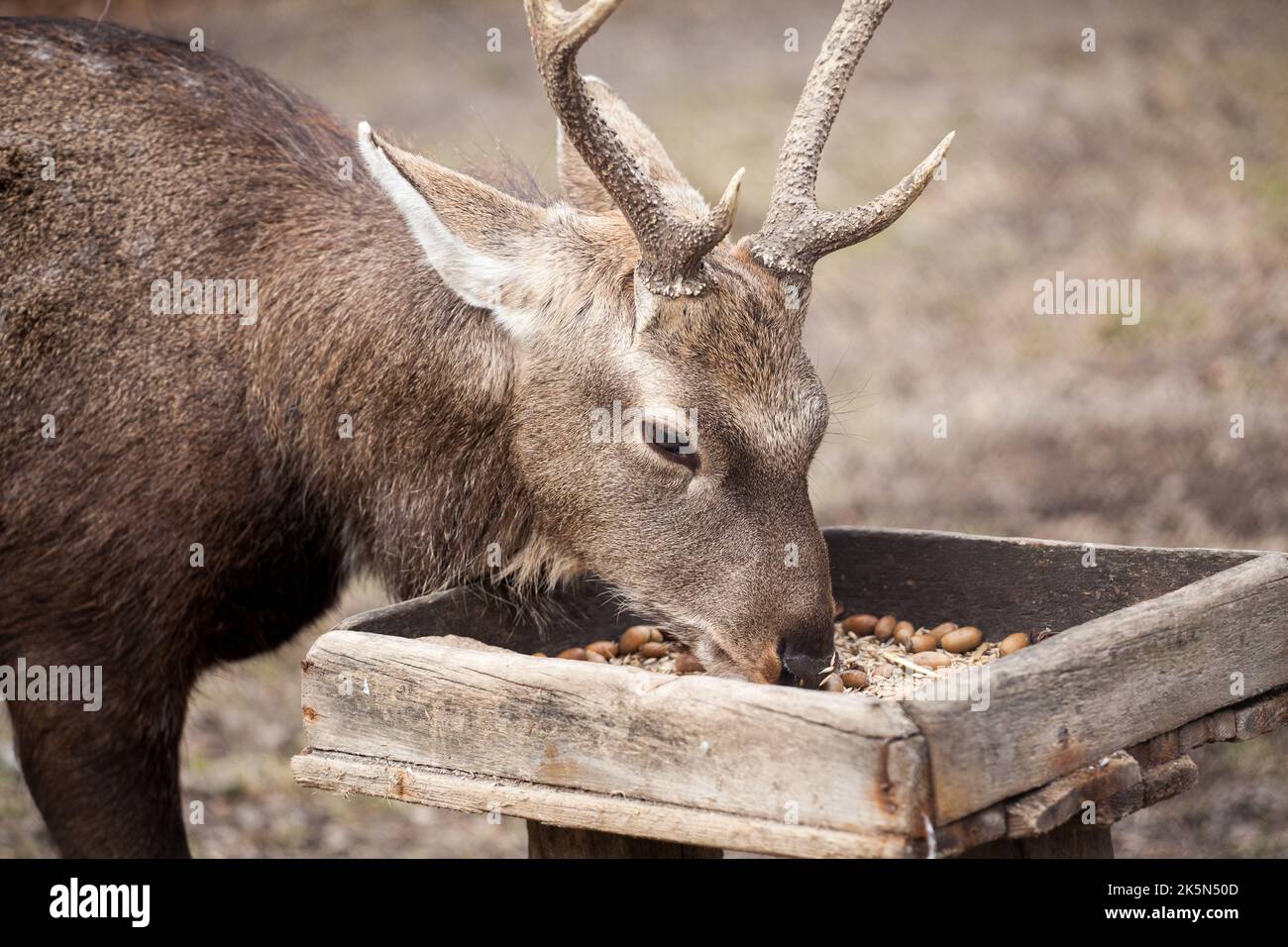Deer eating acorns hi-res stock photography and images - Alamy