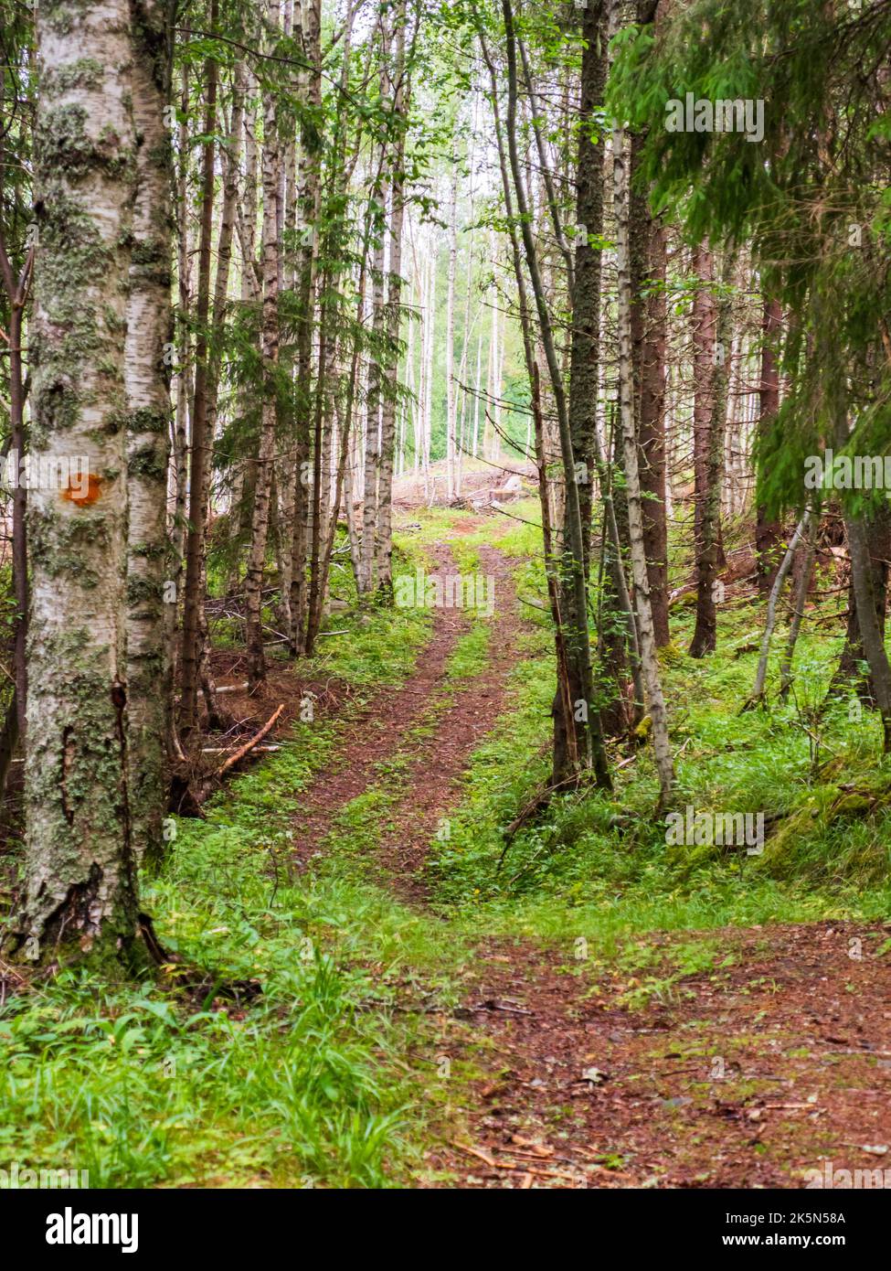 Trekking trail marked with orange dots in a Swedish forest in the ...