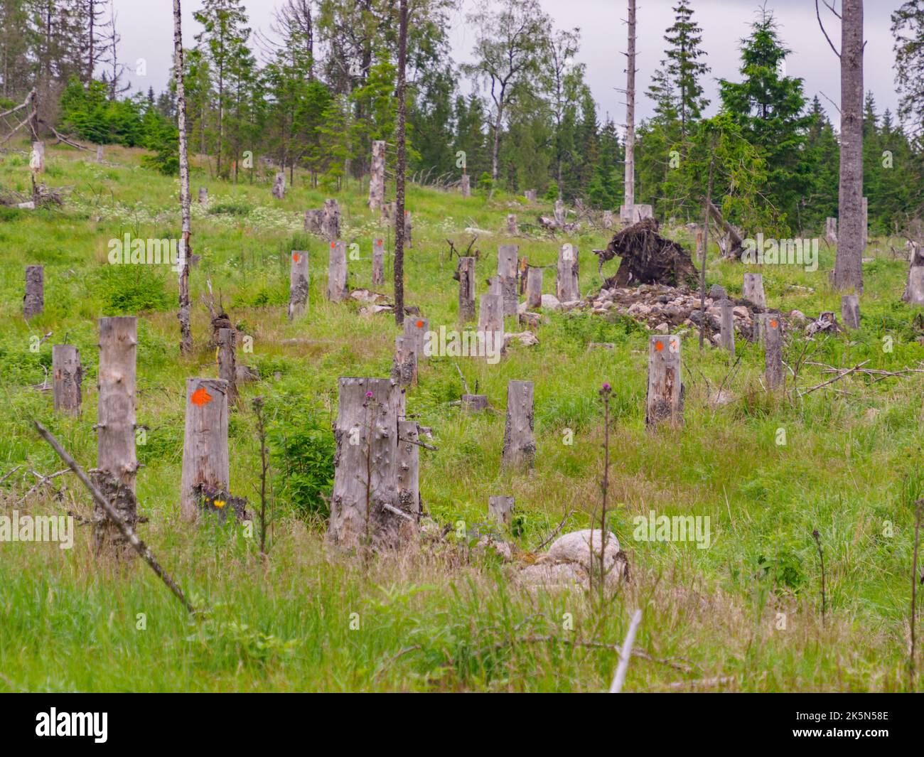 Trekking trail marked with orange dots in a Swedish forest in the ...