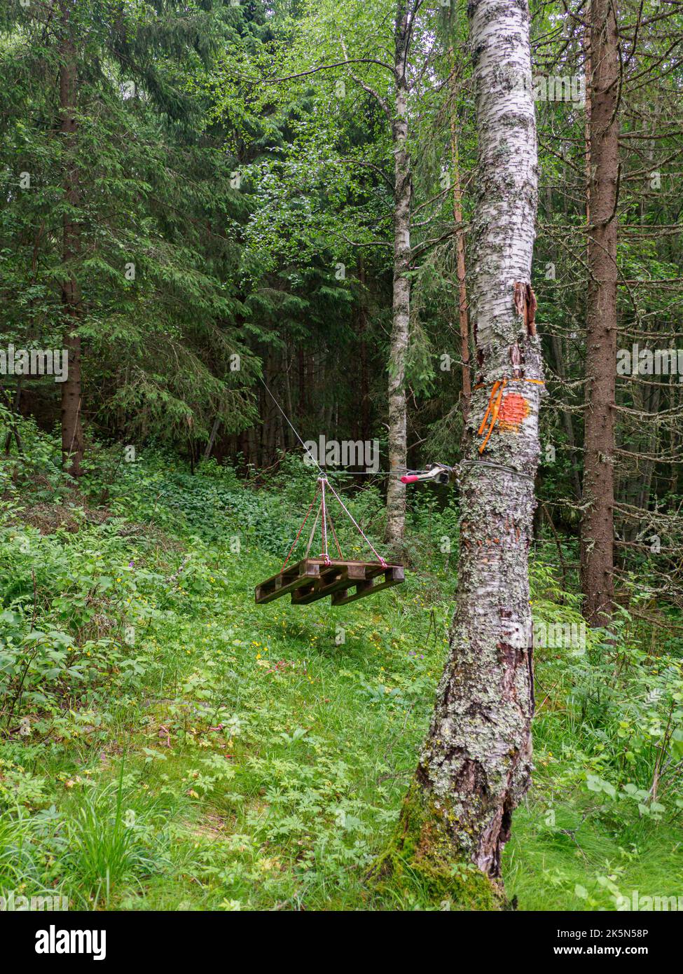 Trekking trail marked with orange dots in a Swedish forest in the ...