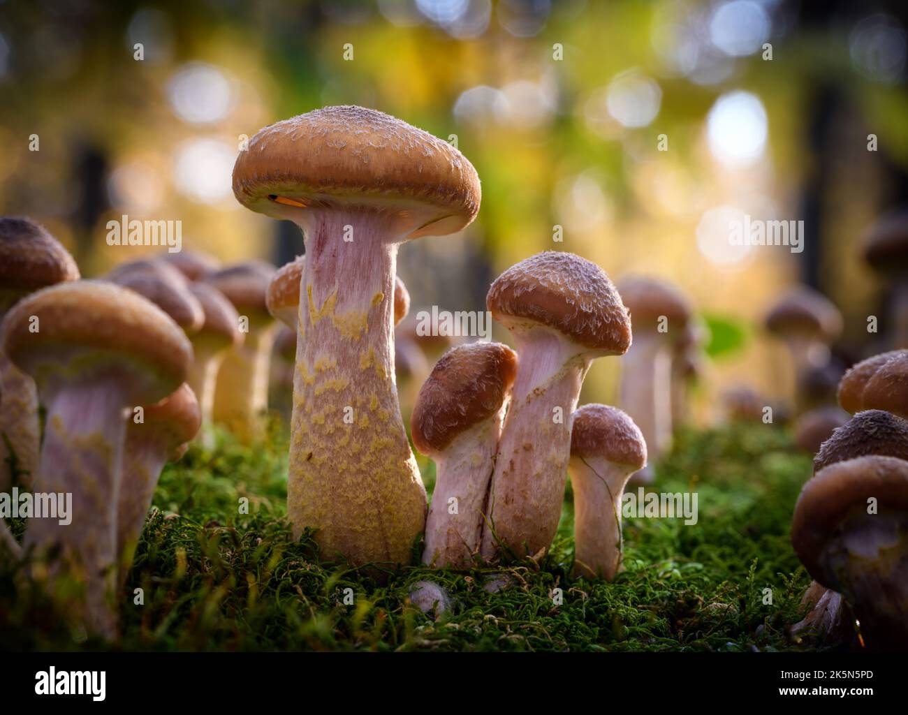 Armillaria mellea, commonly known as honey fungus - a basidiomycete ...
