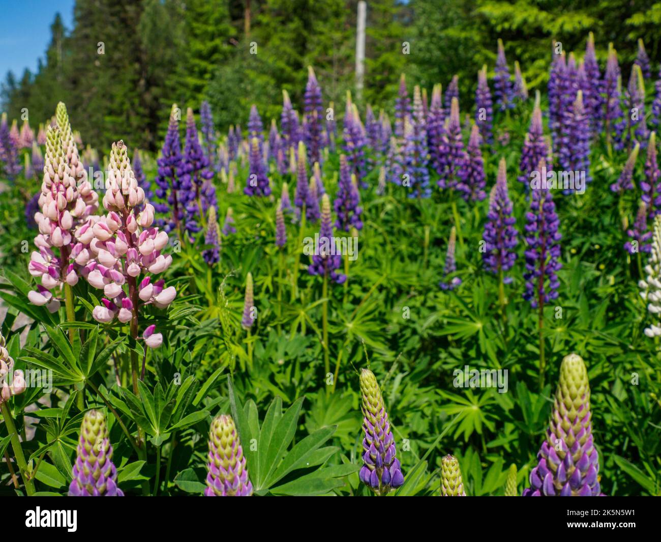 Wild Flowers Lupine on the swedish meadow next to the road. Lupinus ...