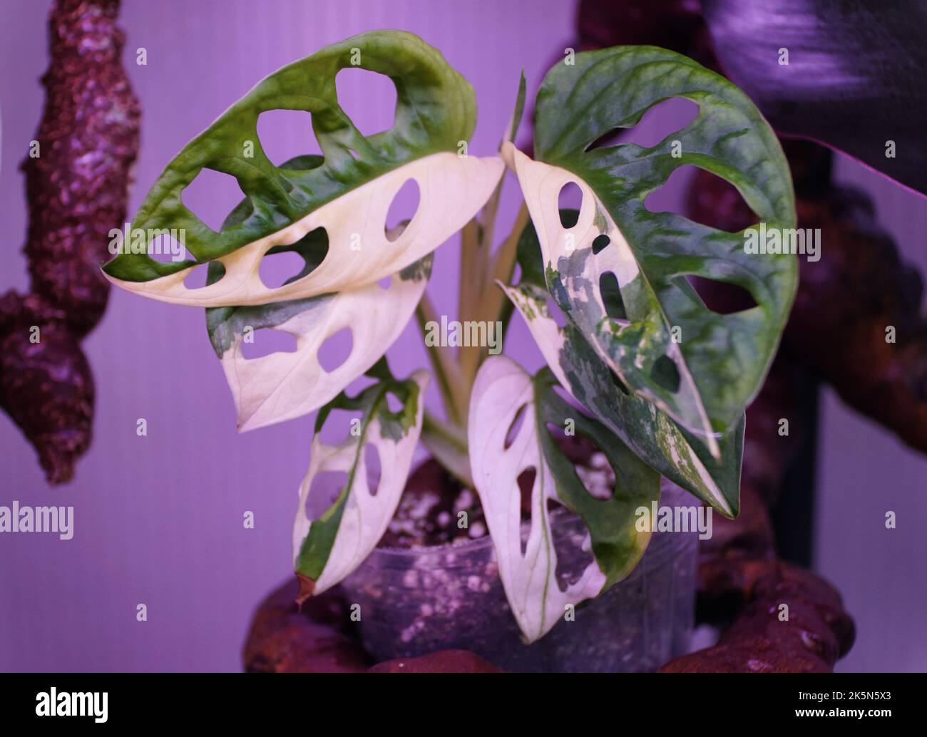 The white and green leaves of variegated Monstera Adansonii, a rare and ...