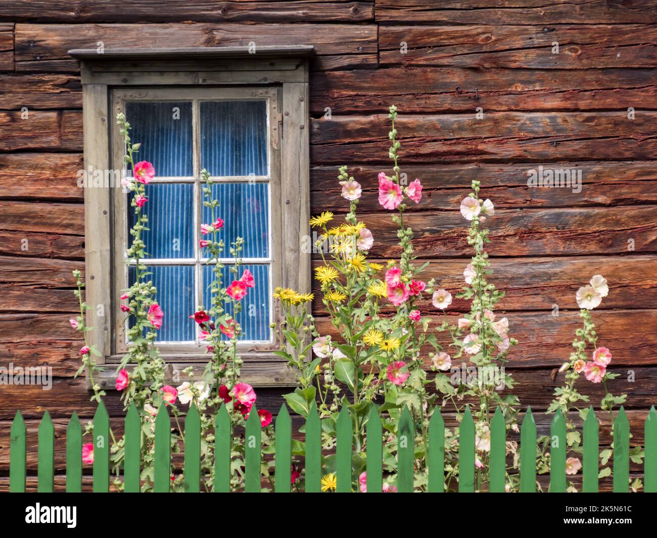 Old Swedish log house with window and white mallow flowers in summer ...