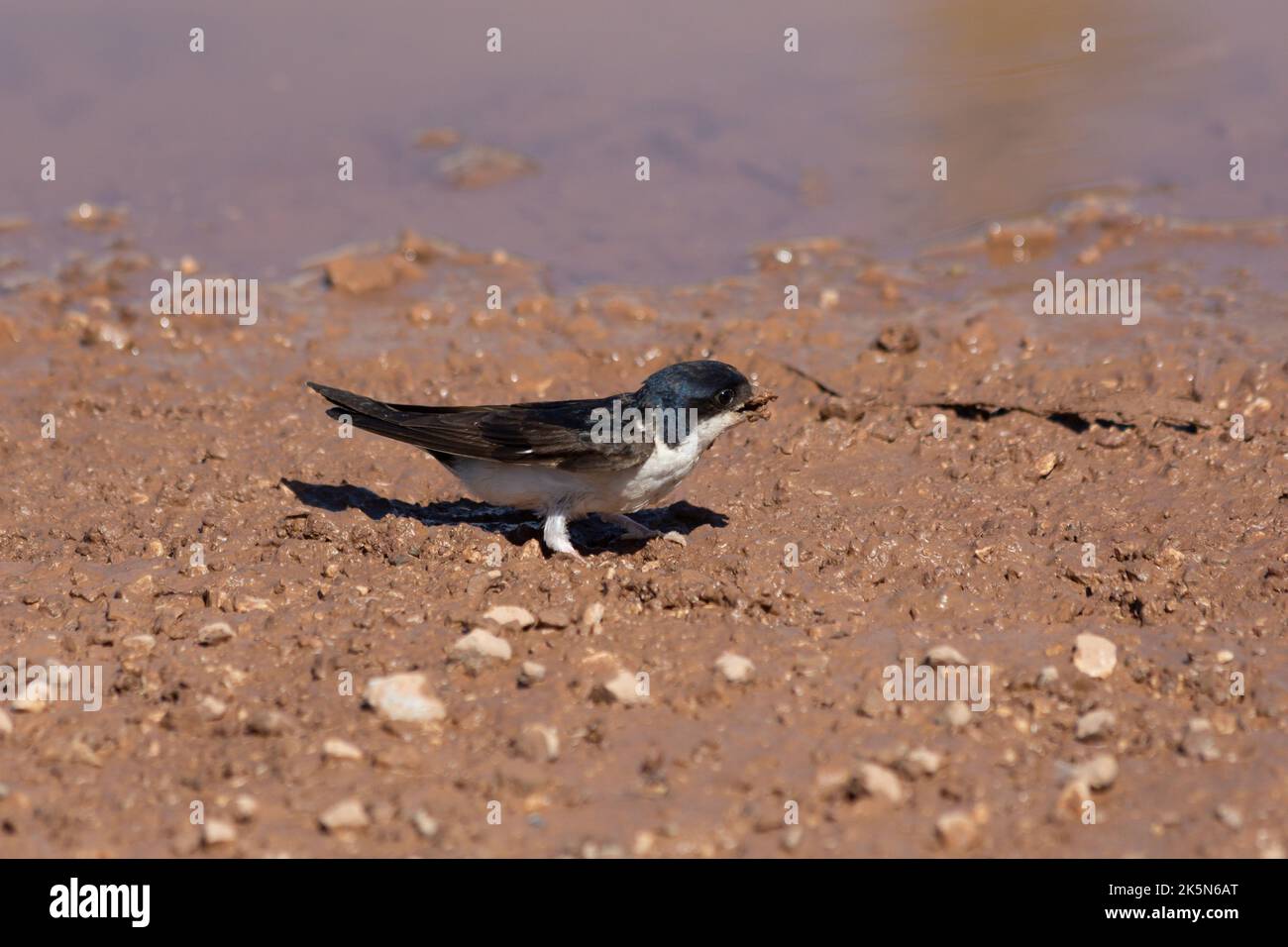 Swallow collecting mud for building a nest Stock Photo - Alamy