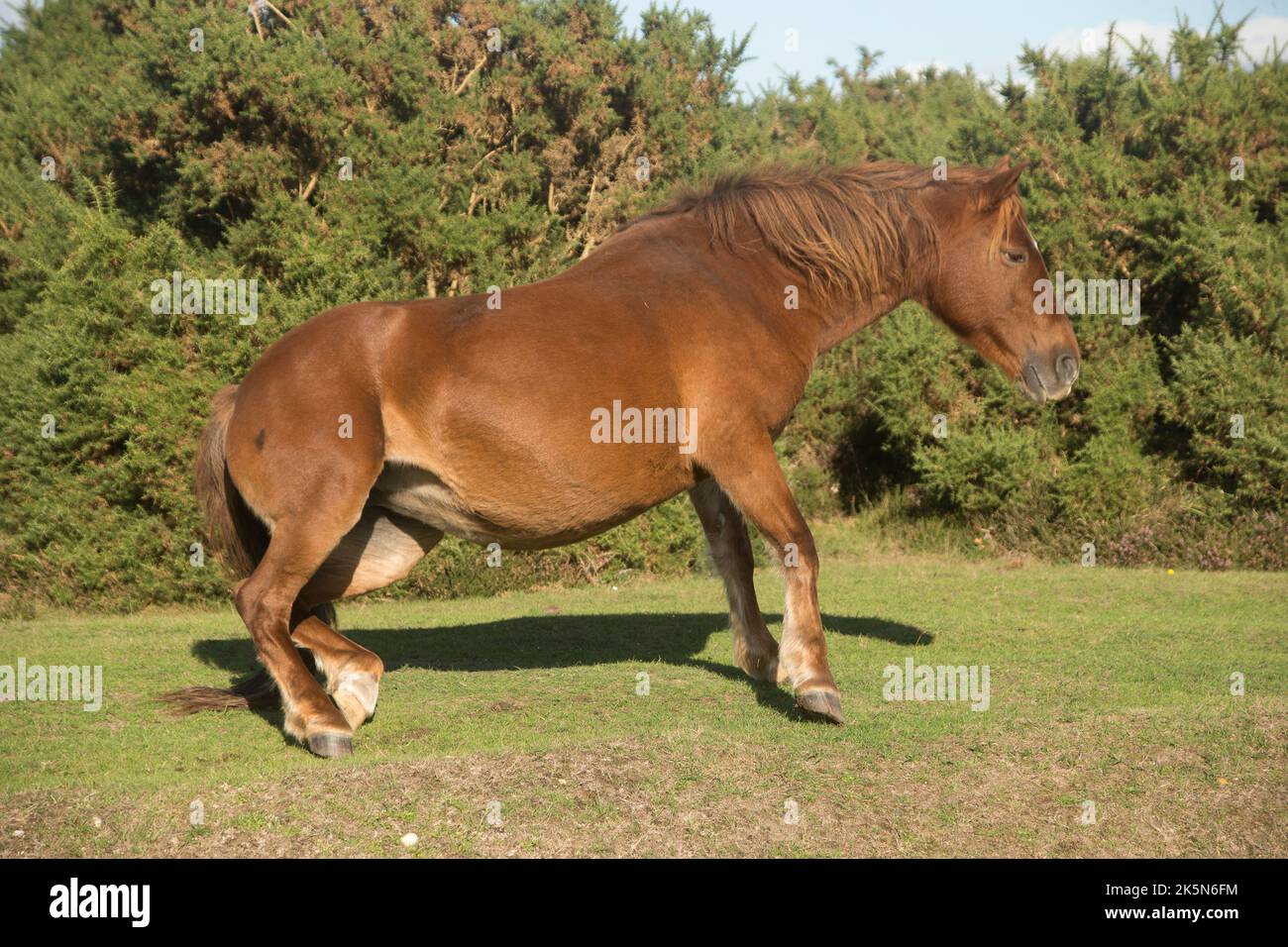 New Forest Ponies pony Stock Photo - Alamy