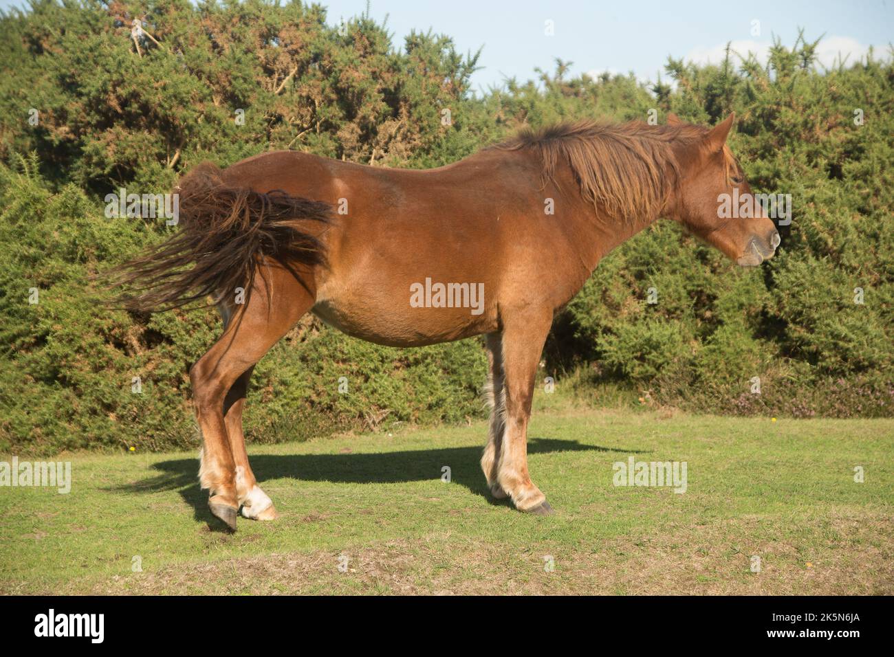 New Forest Ponies pony Stock Photo - Alamy