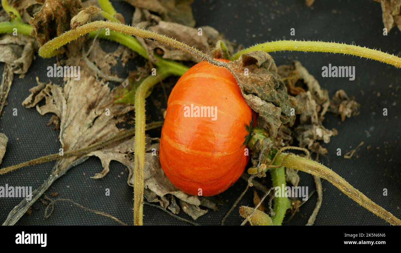 Pumpkin harvest hokkaido harvesting Cucurbita maxima pepo red kuri ...