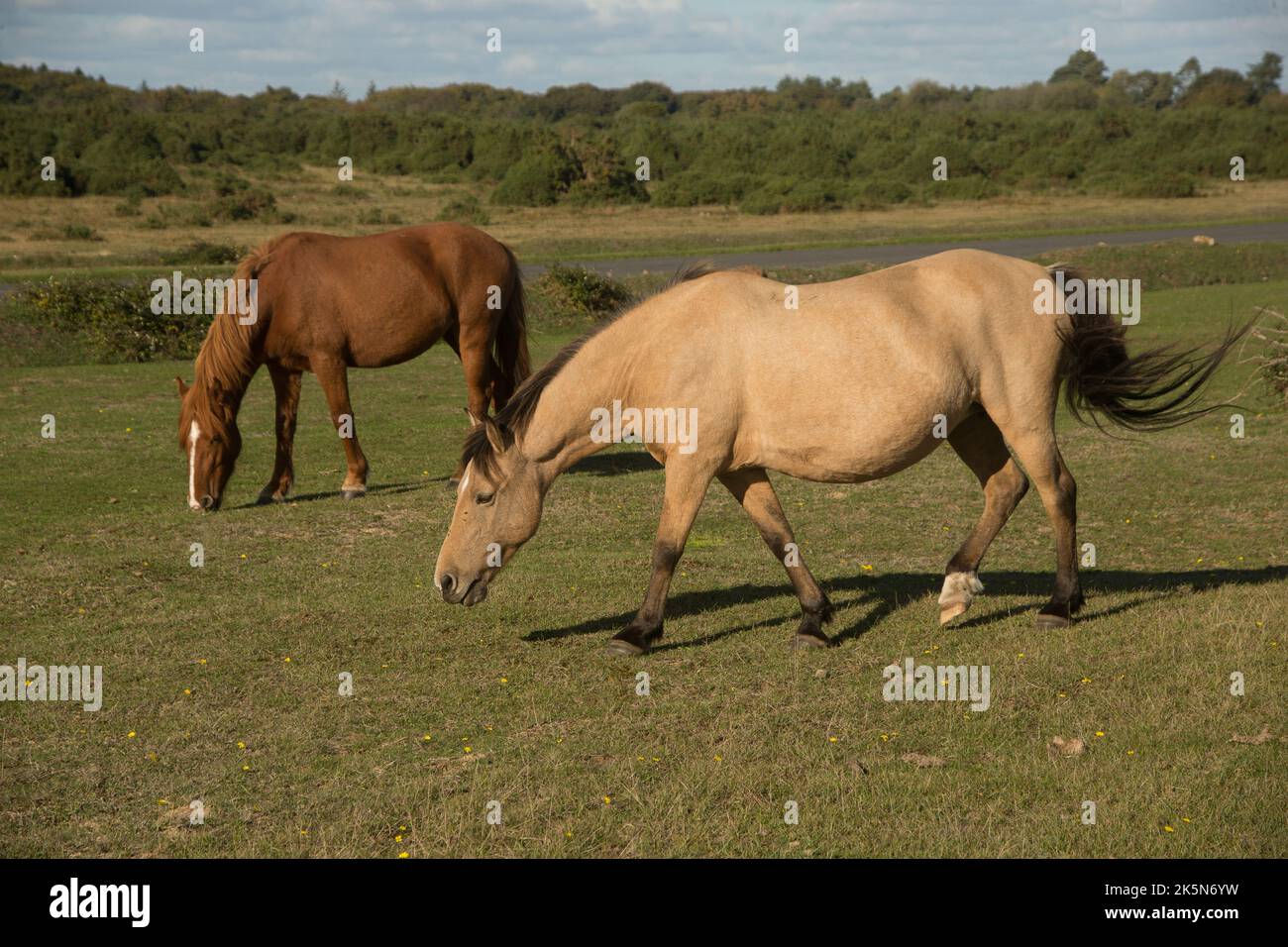 New Forest Ponies pony Stock Photo - Alamy