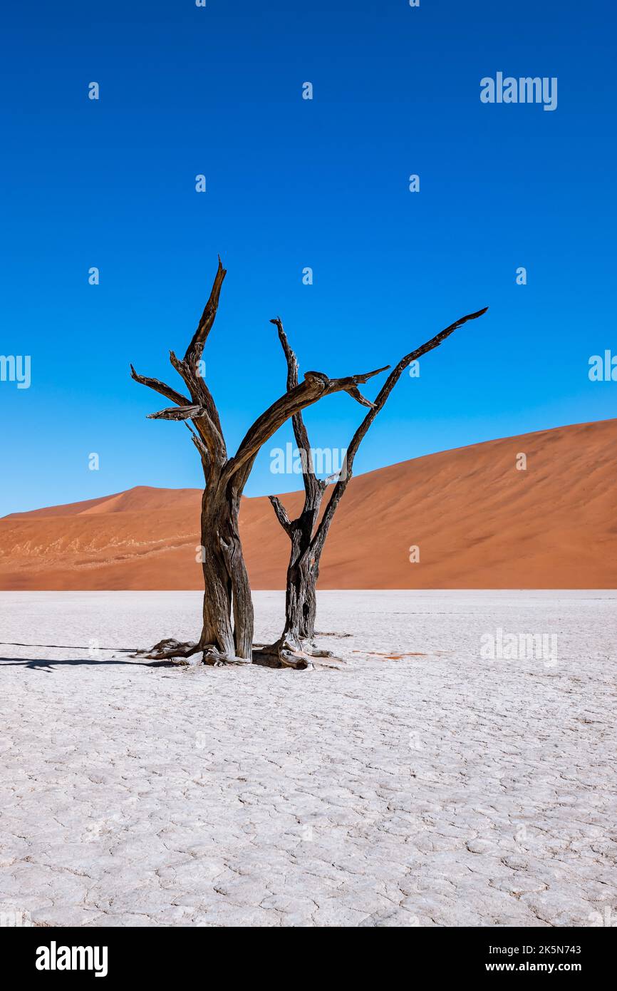 Dead thorn tree hi-res stock photography and images - Alamy
