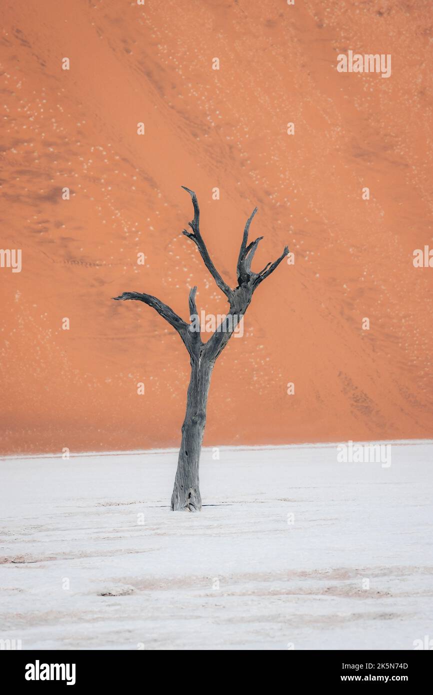 Dead thorn tree hi-res stock photography and images - Alamy