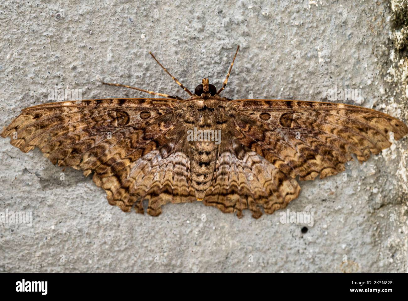 Big brown moth Stock Photo - Alamy
