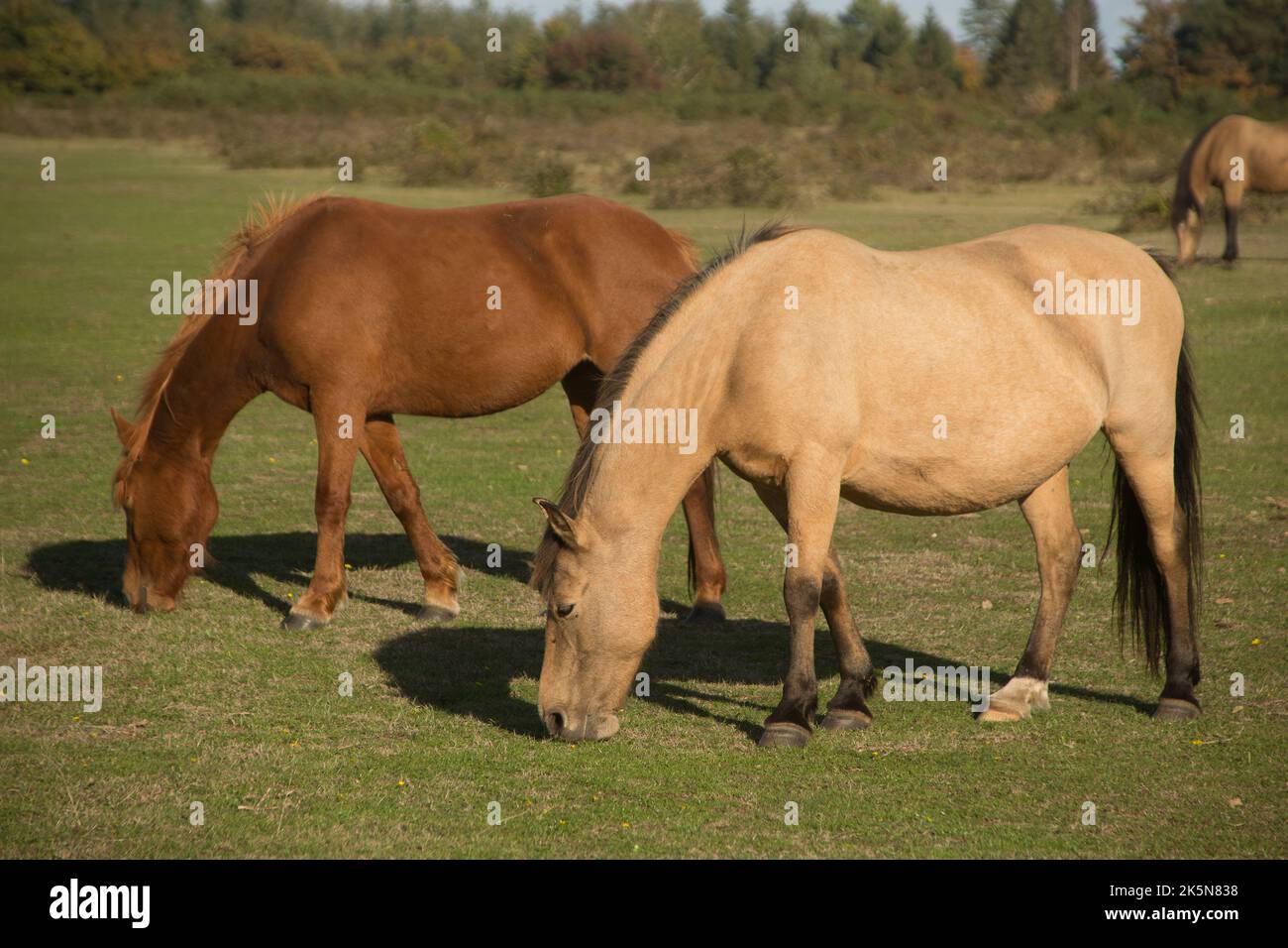 New Forest Ponies pony Stock Photo - Alamy