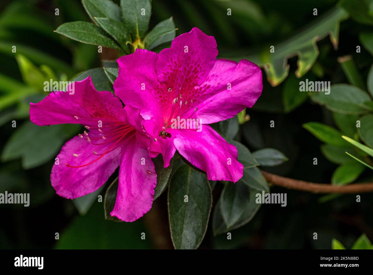 Purple rhododendron flower Stock Photo - Alamy