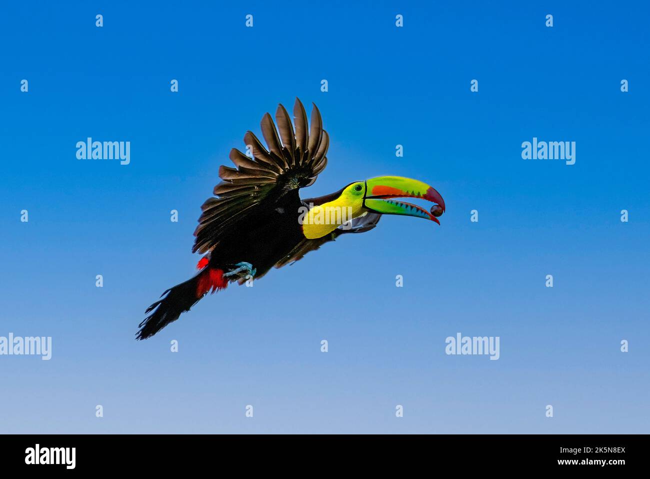 Keel billed toucan in flight with fruit in his beak Stock Photo - Alamy
