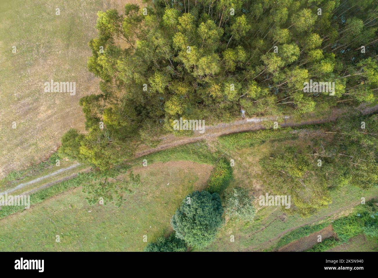 Aerial view with drone of eucalyptus trees beside a road Stock Photo ...
