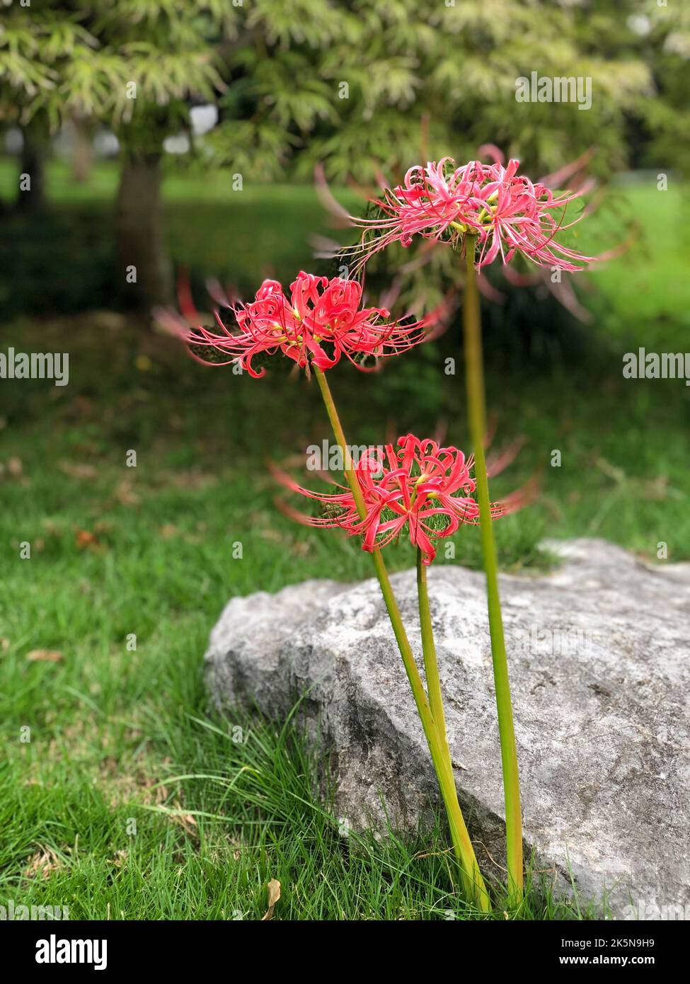 Lycoris plants hi-res stock photography and images - Alamy