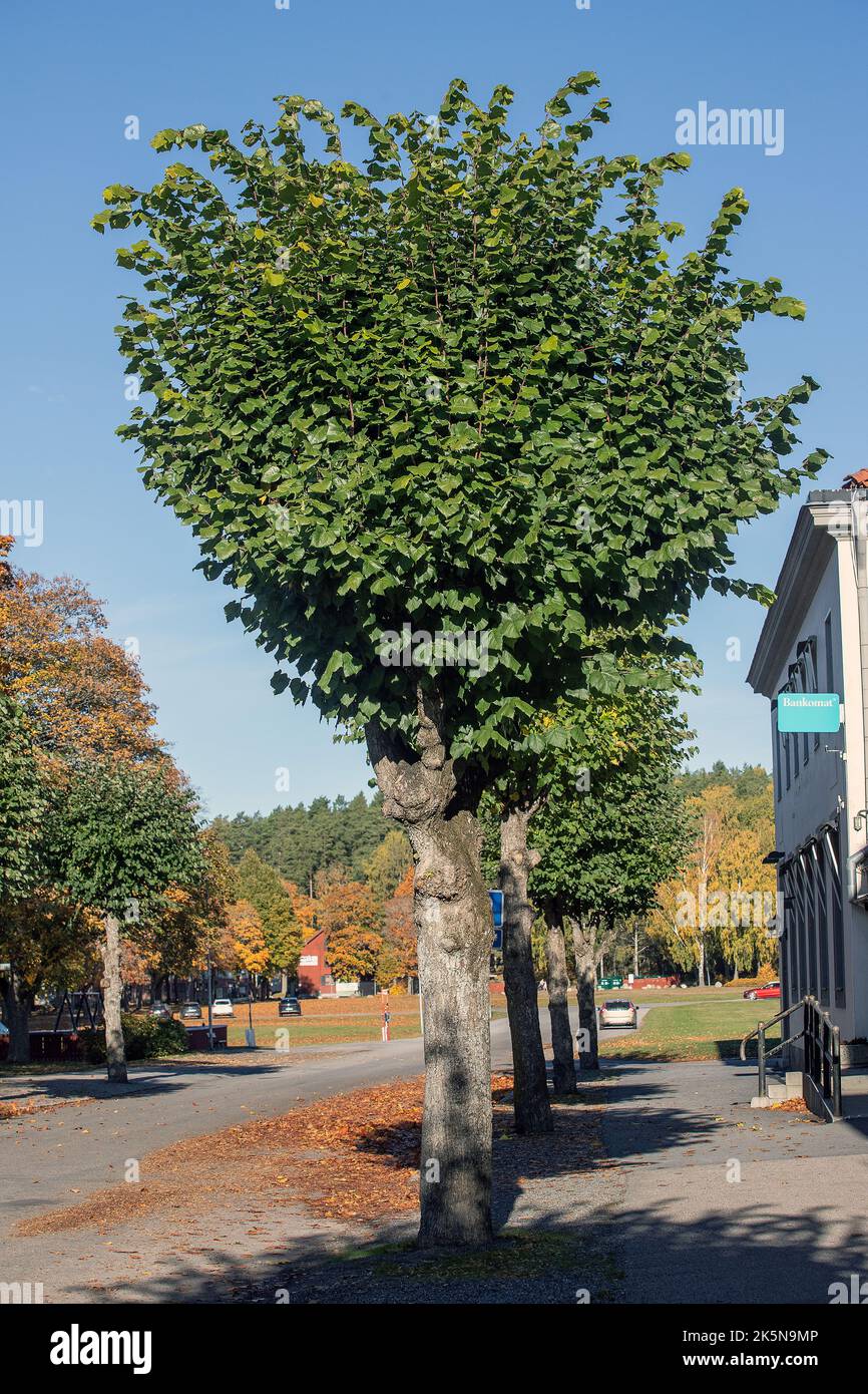 a row of cuted linden trees on a street in Malmkoping, Sweden Stock ...