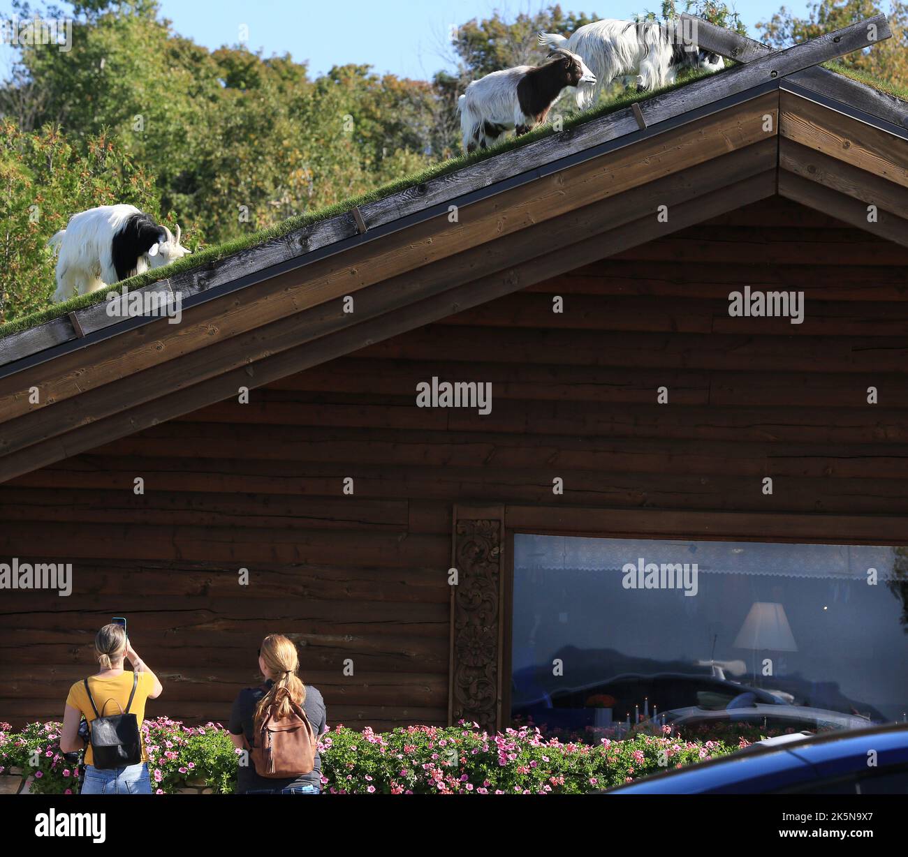 Wisconsin, USA. 1st Oct, 2022. Al Johnson's Swedish Restaurant located ...