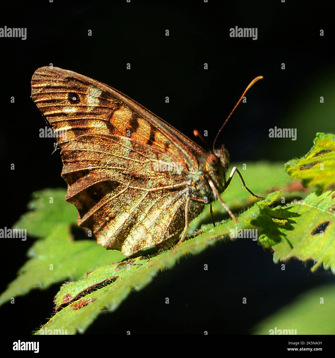 A closeup of a butterfly moth standing on a green leaf on a black ...
