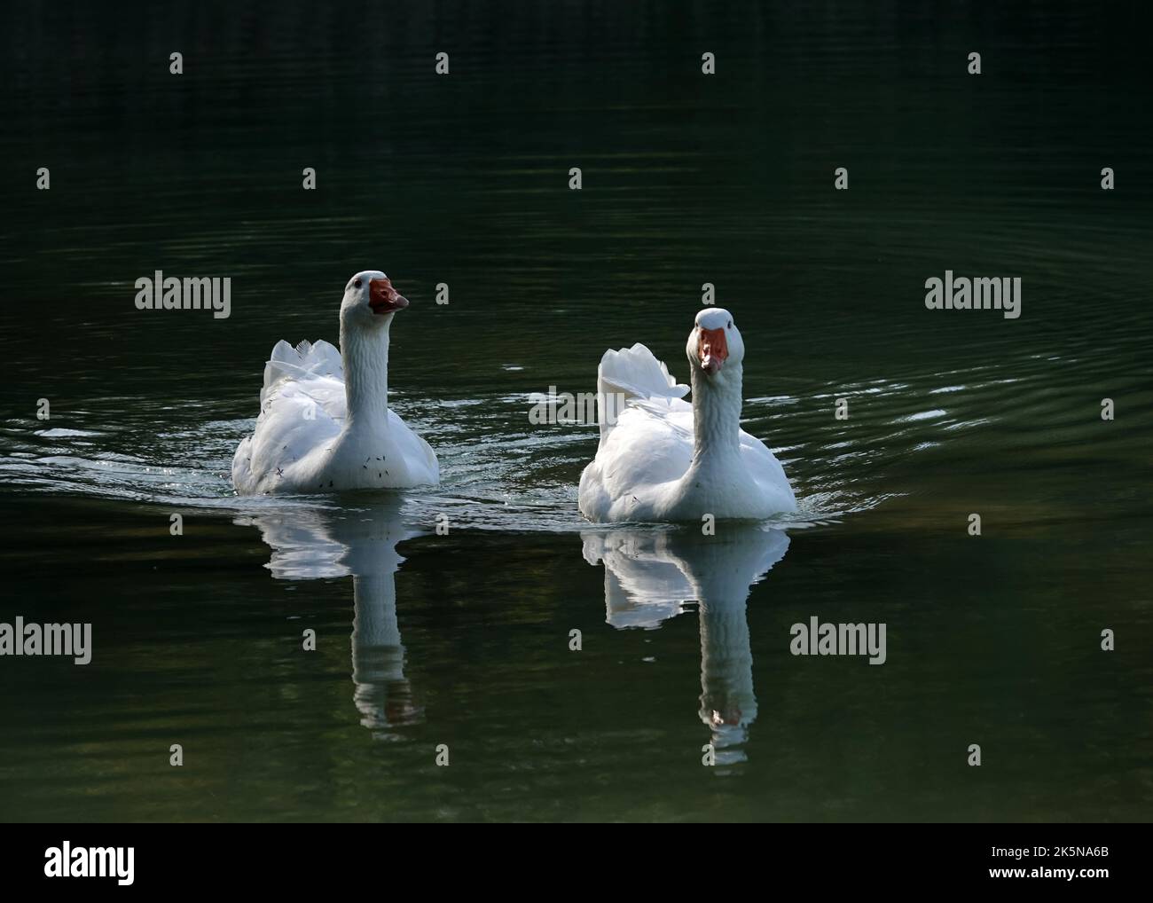 Two domestic geese living in the wild. Emden geese swimming in dark ...