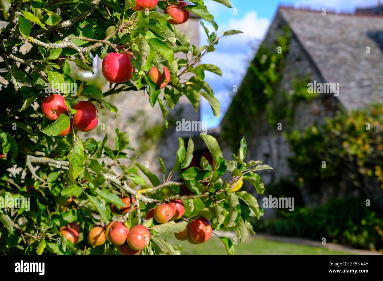 Frankreich, Normandie, Le Rozel, 18.09.2022: reife, rote, biologisch ...